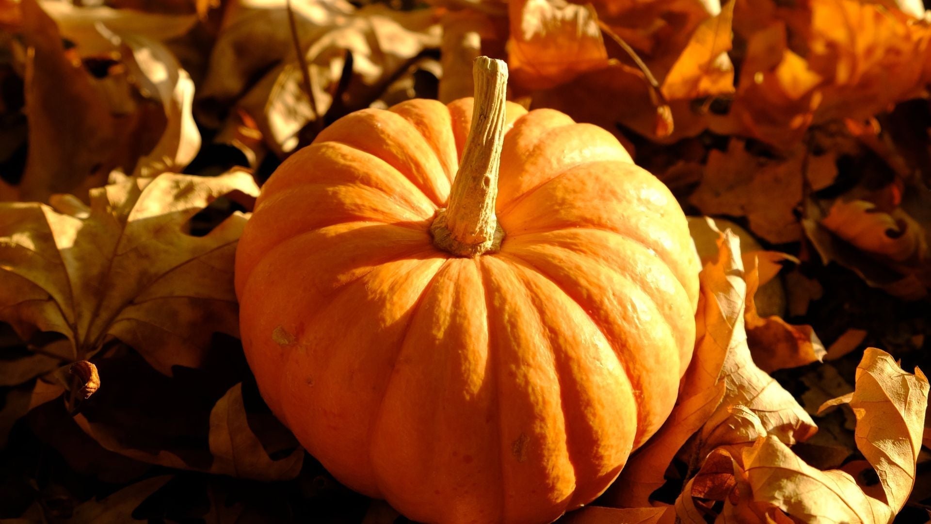 Autumn fun with pumpkin and nutrition for the body | Aarja Health Norge